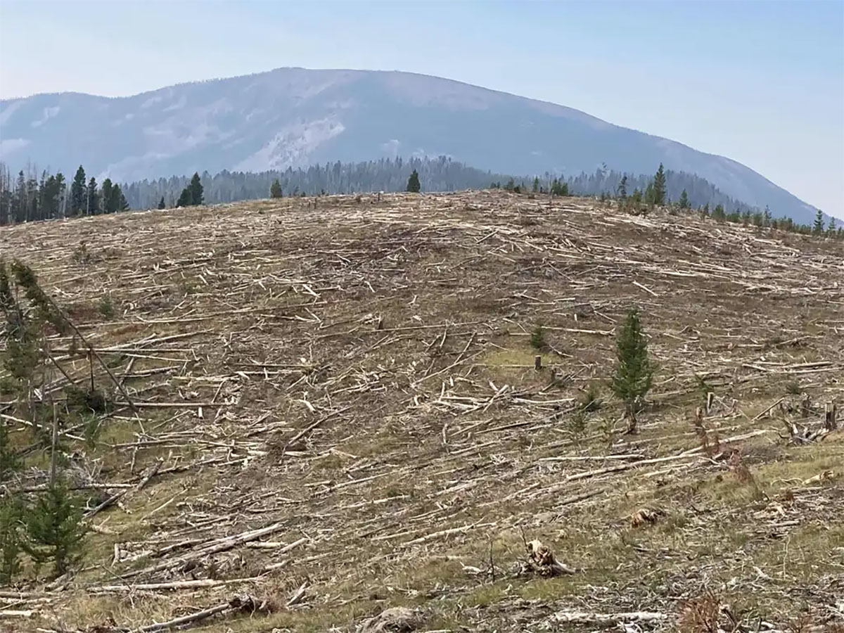 The Forest Service Loses Billions Subsidizing Logging - Alliance For ...