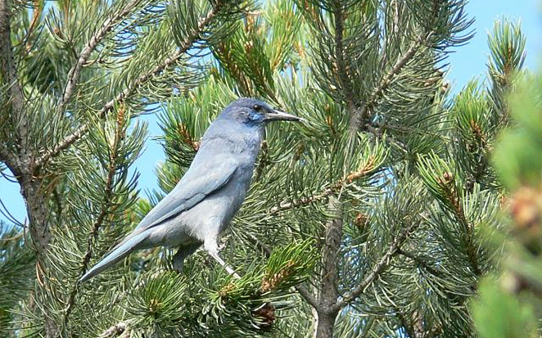 Pinyon Jay NPS:Sally King - Alliance For The Wild Rockies
