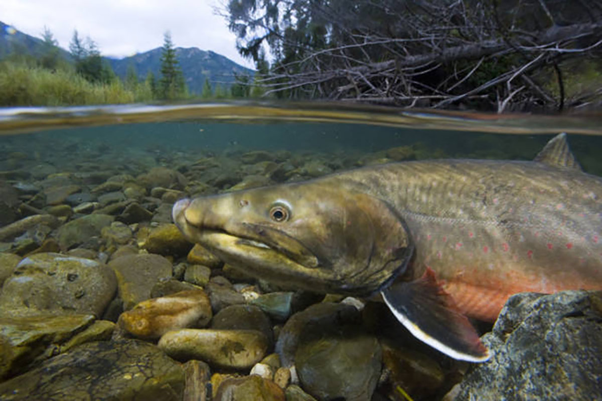 Alliance for the Wild Rockies files lawsuit to prevent dewatering bull trout critical habitat in ...