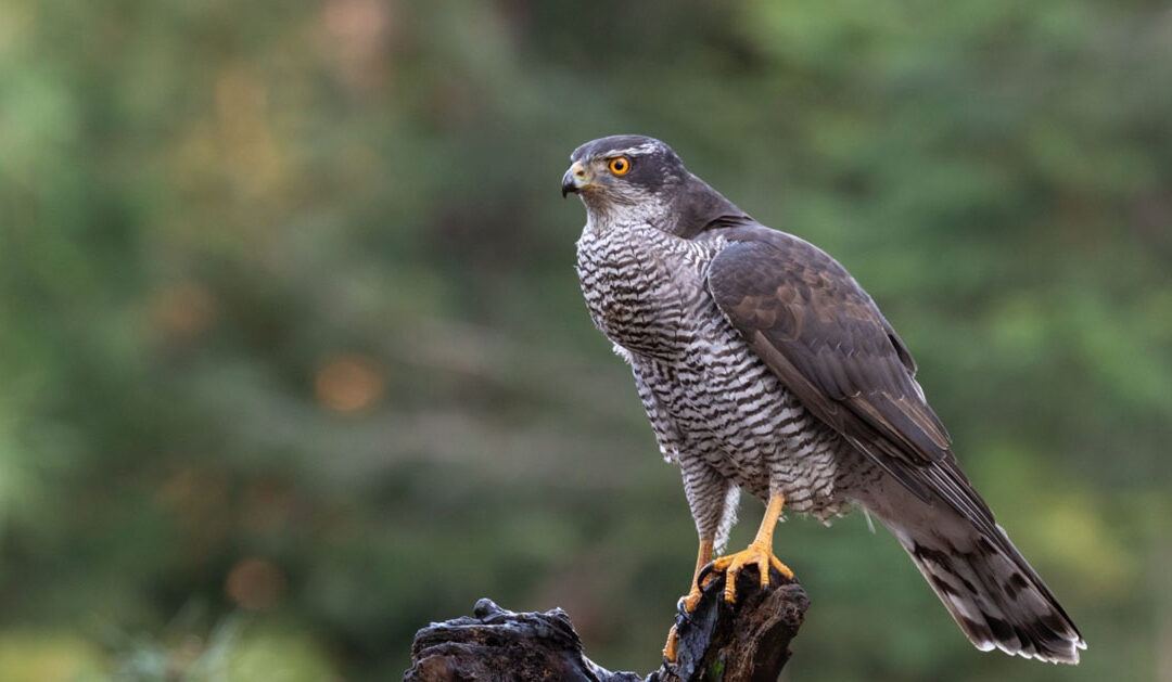 NorthernGoshawk_USFWS_2025 - Alliance For The Wild Rockies