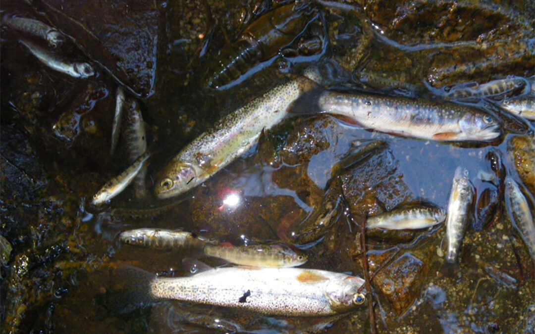 Dead Fish_Larry Campbelli - Alliance For The Wild Rockies