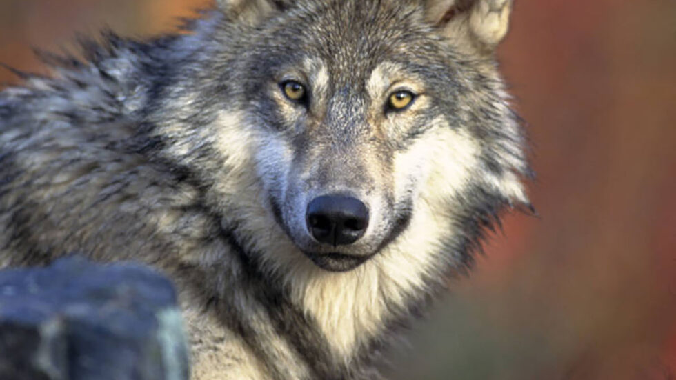 Wolves can’t go to court, so we went for them and won - Alliance For ...
