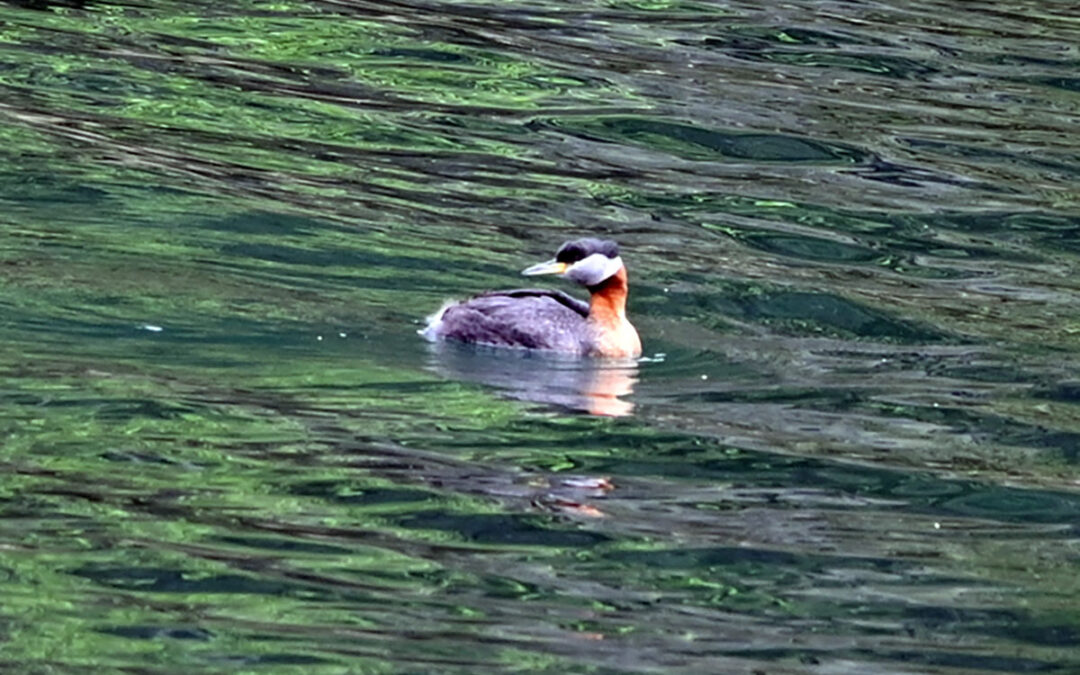 Red-Necked Grebe_Paul Sieracki - Alliance For The Wild Rockies