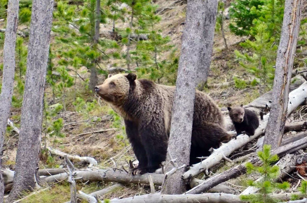 Alliance for the Wild Rockies wins another battle in the fight for ...