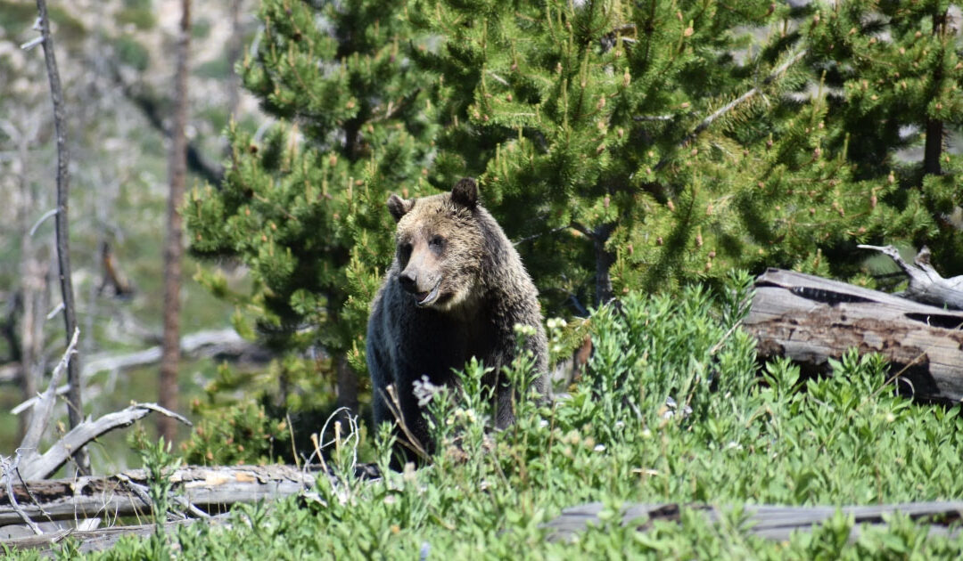 Grizzly_USFWS - Alliance For The Wild Rockies