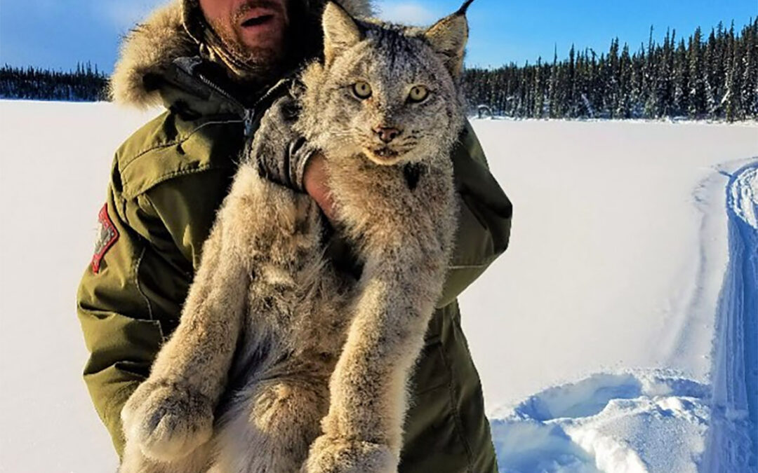 Lynx_USFWS - Alliance For The Wild Rockies