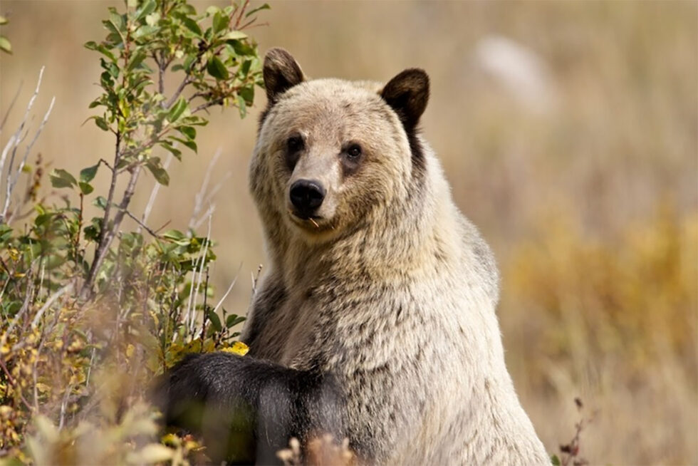 Forest Service attempts to illegally shrink "secure habitat" in huge ...